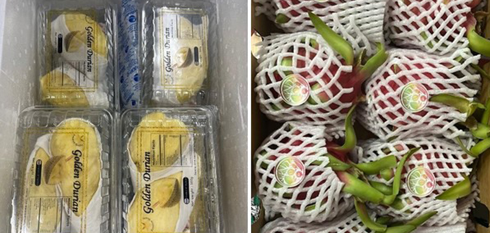 Steeds meer vraag van Hollandse partijen | Exotic Roots - Importeur en ...